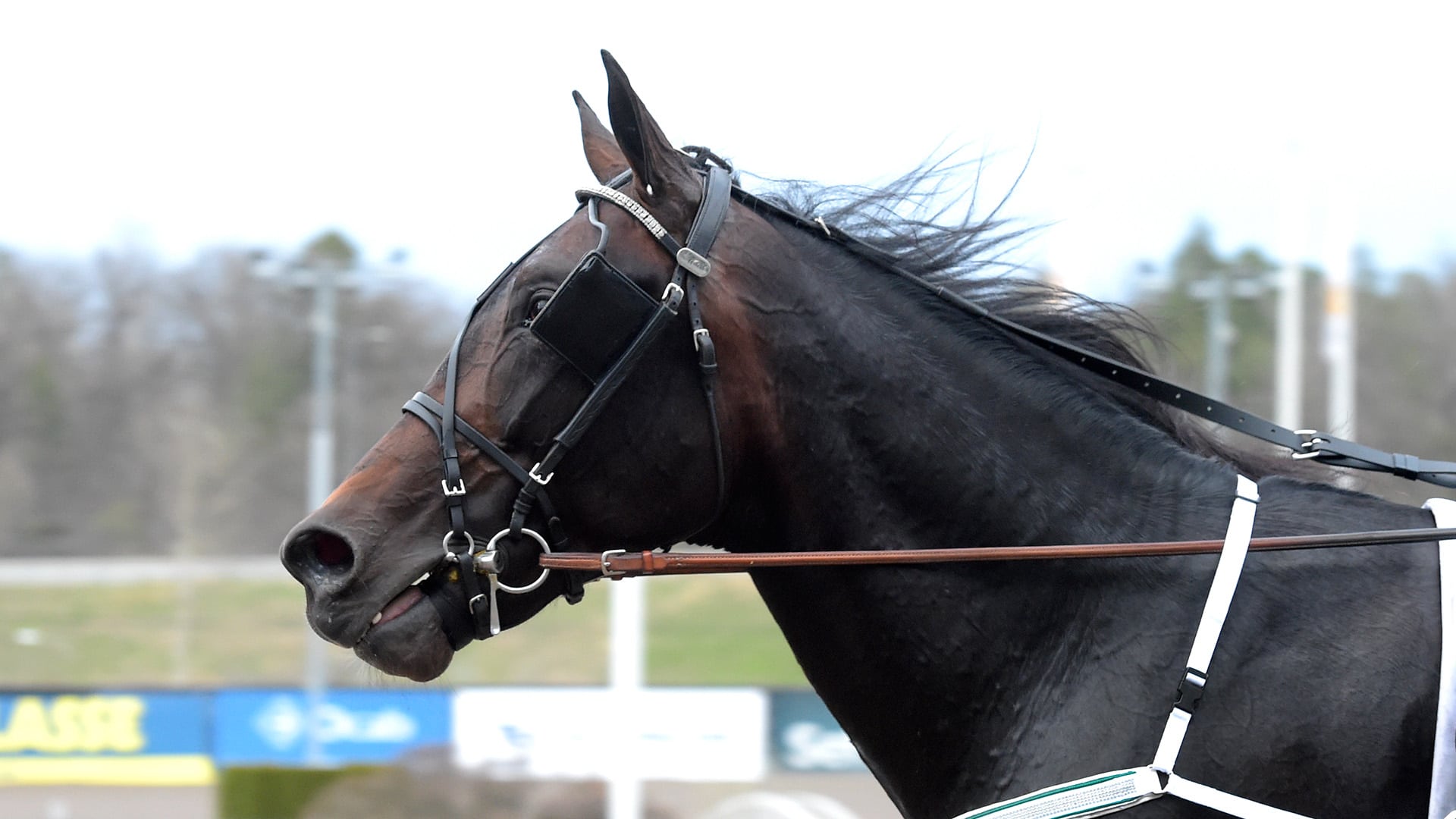 Höstens mest ovissa lopp? - Solvalla